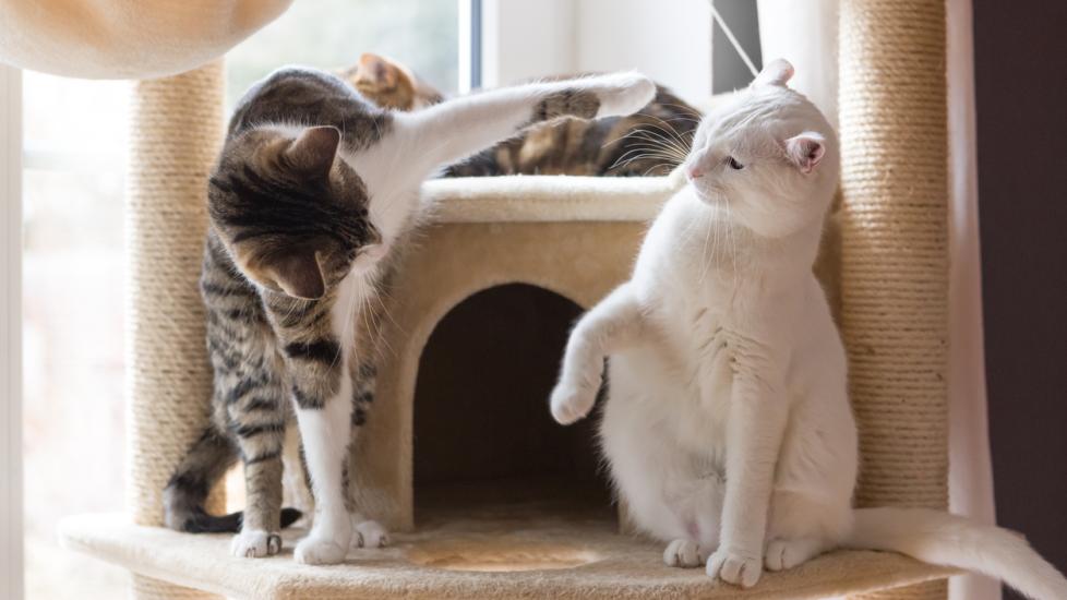 Why Cats Fight With Other Cats and How To Help | PetMD