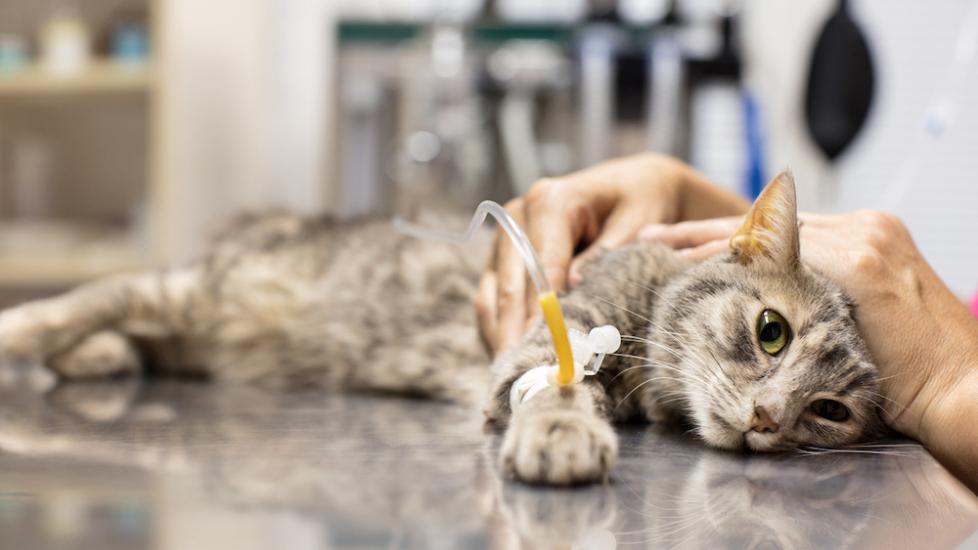 Liver Inflammation (Hepatitis) in Cats | PetMD