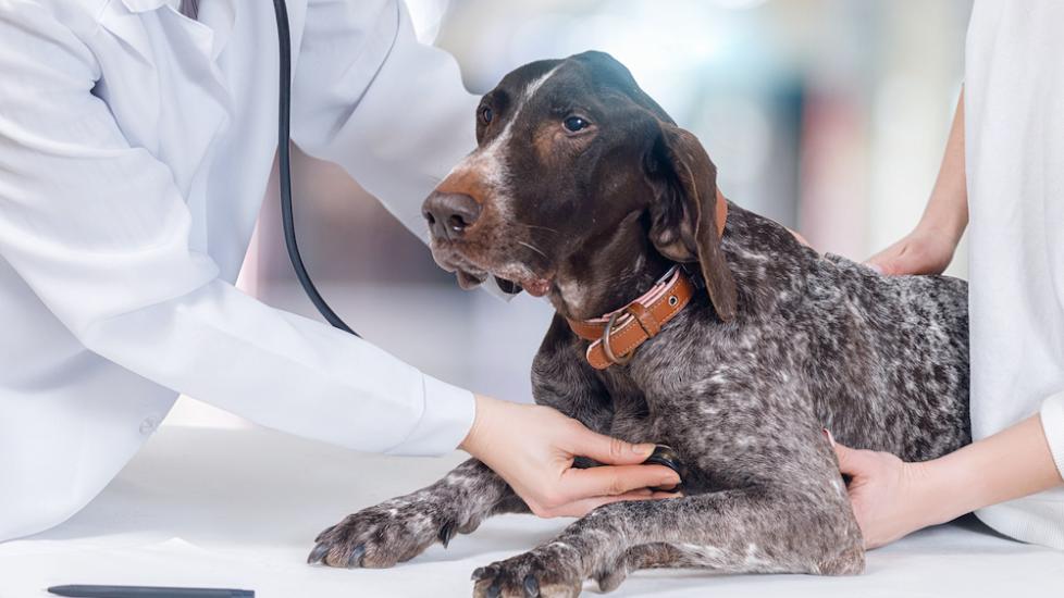 Testicular Tumors in Dogs | PetMD