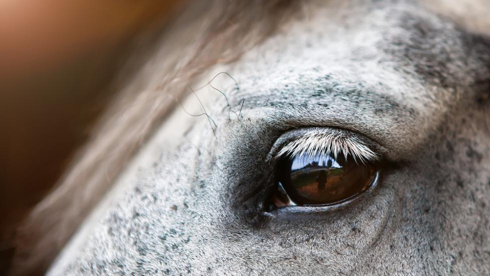 Entropion in Horses | PetMD
