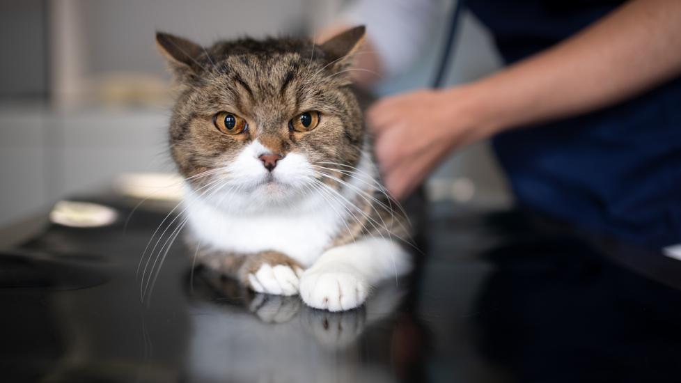 Hepatic Lipidosis in Cats (Fatty Liver Disease) | PetMD