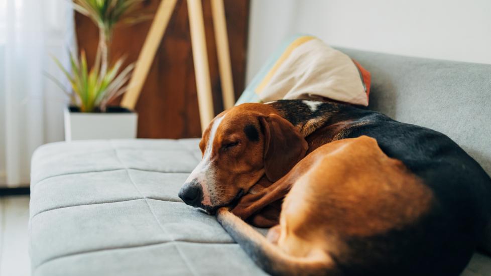 10 Ways to Calm Your Dog Naturally | PetMD