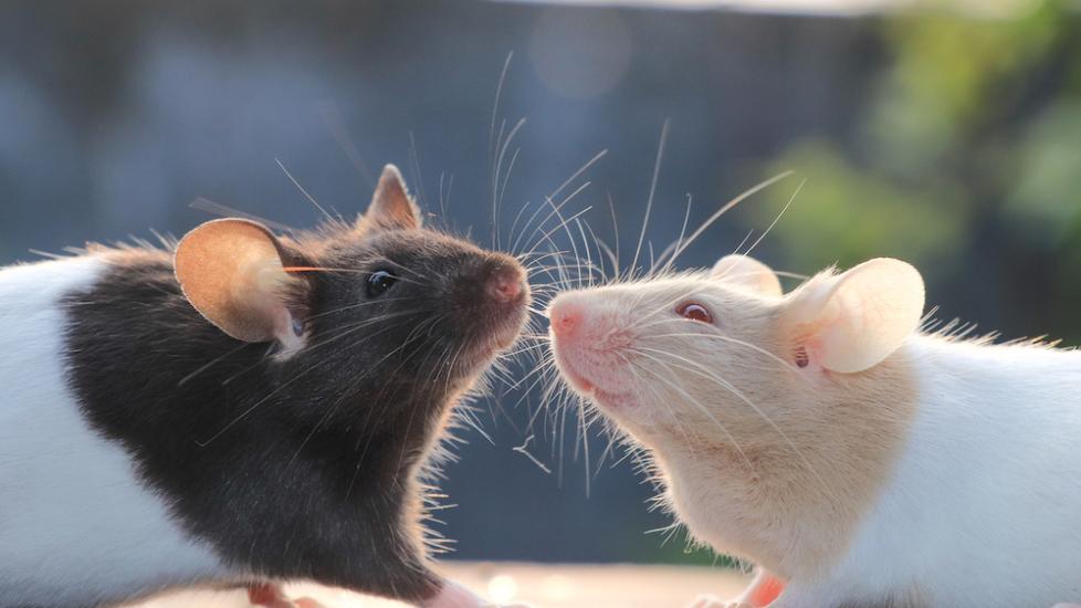 Mouse Care Sheet | PetMD
