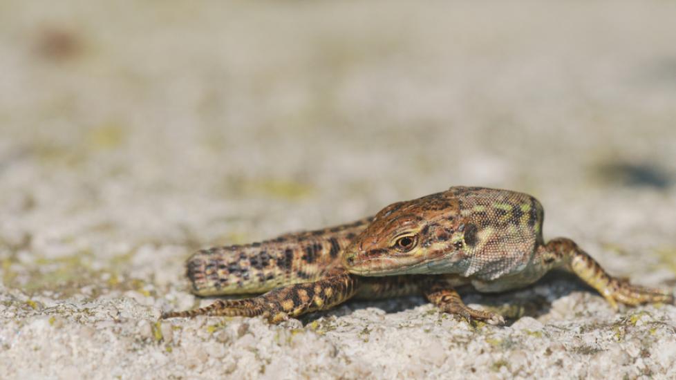 Lizard Tail Loss: What To Do | PetMD