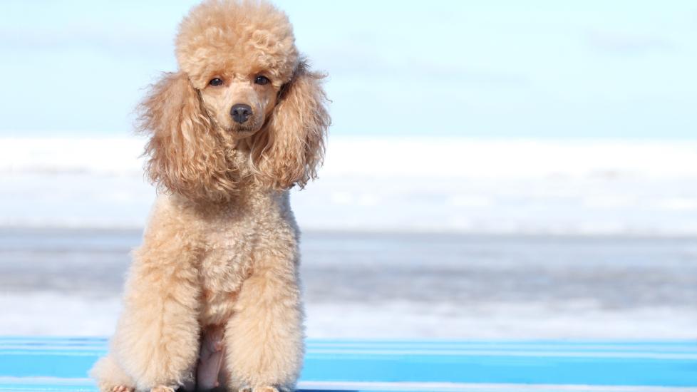 Miniature Poodle Dog Breed Health and Care | PetMD
