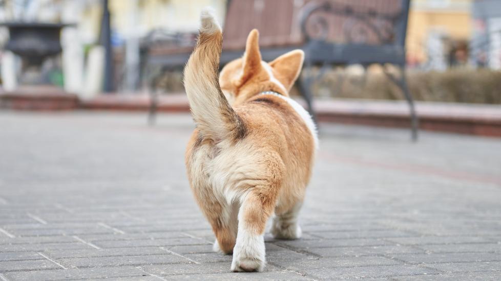 Why Do Dogs Wag Their Tails? | PetMD