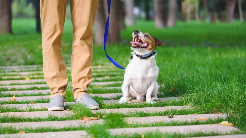 How To Train a Dog With Positive Reinforcement | PetMD