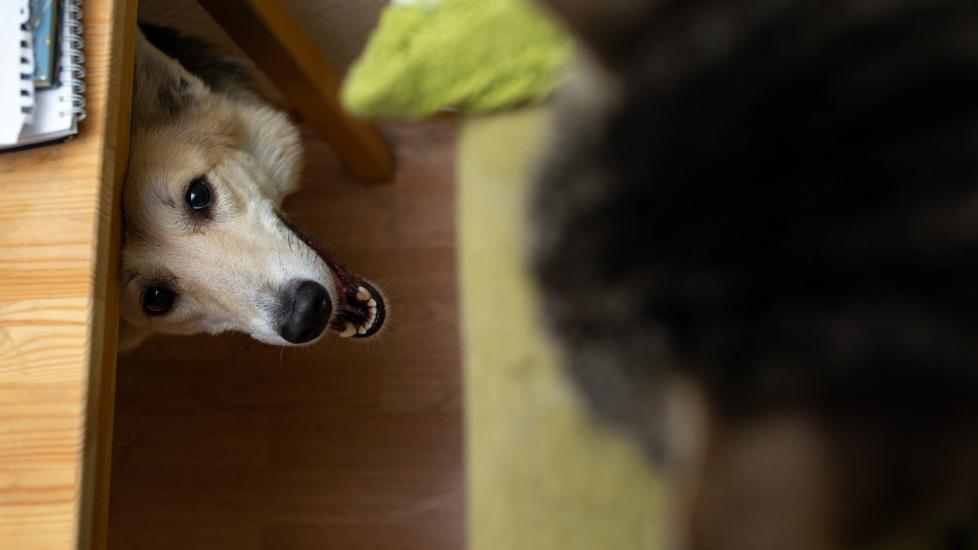 Clomipramine HCL (Clomicalm®) for Dogs: Medication for Dogs and Cats ...