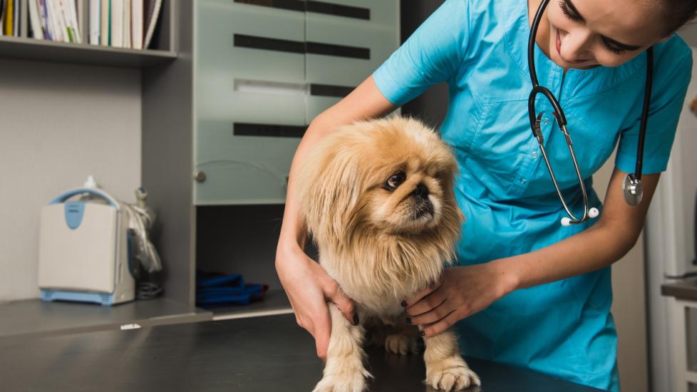 Kaopectate® for Dogs and Cats | Dog, Cat, Pet Medication | PetMD