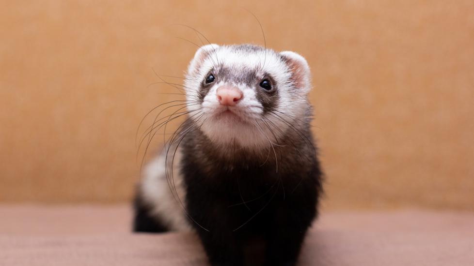 Ringworm in Ferrets | PetMD