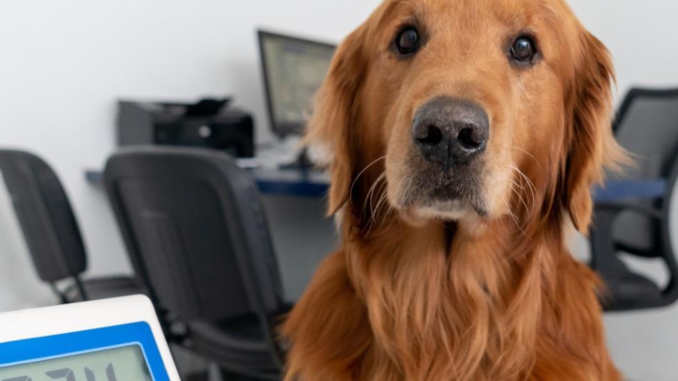 How To Find Your Dog's Body Condition Score | PetMD