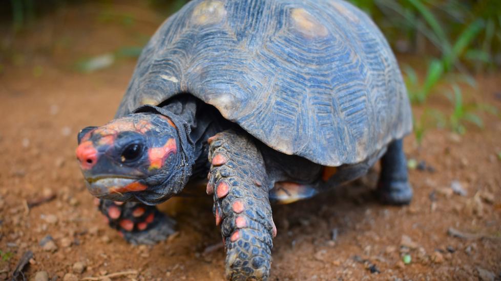Tropical Tortoise Care Sheet | PetMD