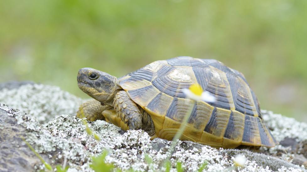 Arid Tortoise Care Sheet | PetMD