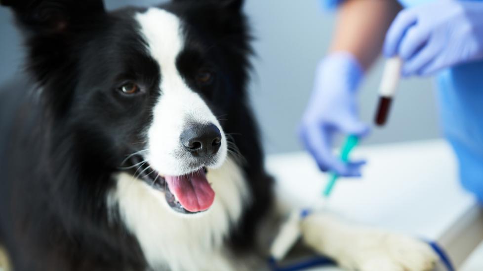 Brain Tumors in Dogs | PetMD
