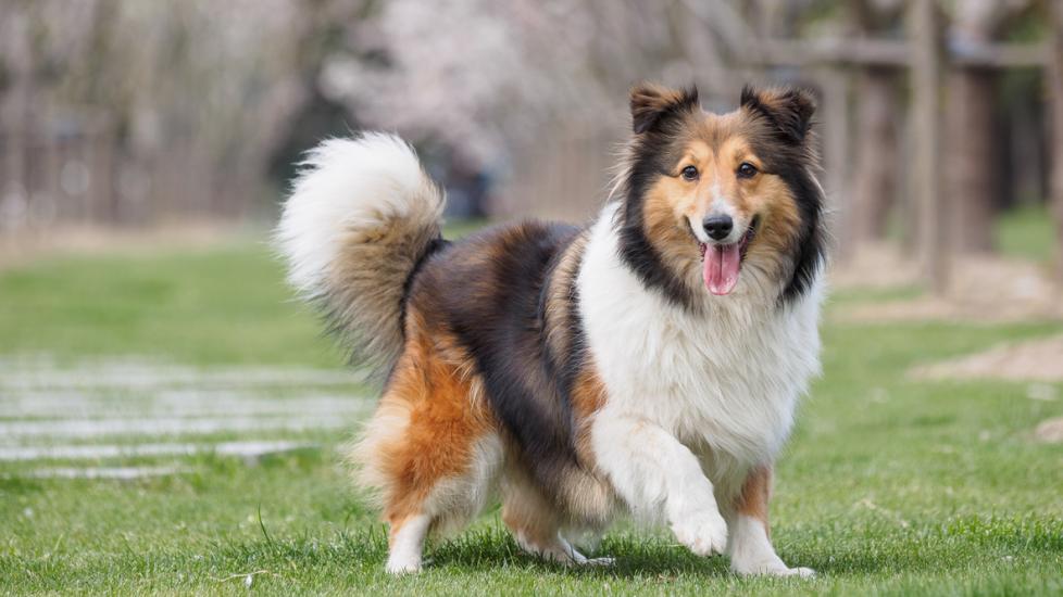 Shetland Sheepdog (Sheltie) Dog Breed Health and Care | PetMD
