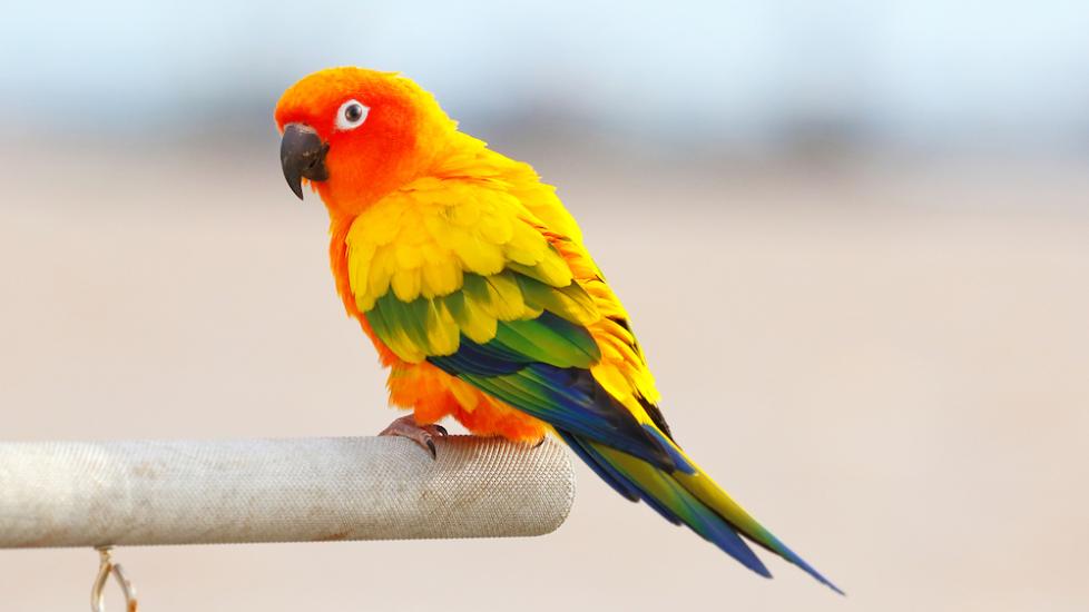 Sun Conure Care Sheet | PetMD