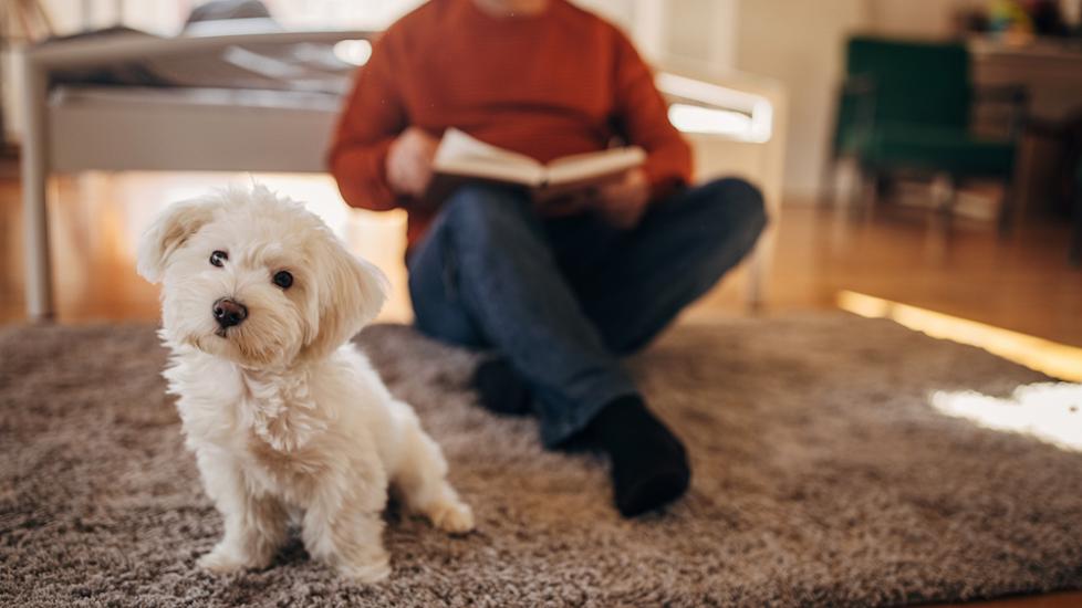 Bowel Incontinence in Dogs | PetMD
