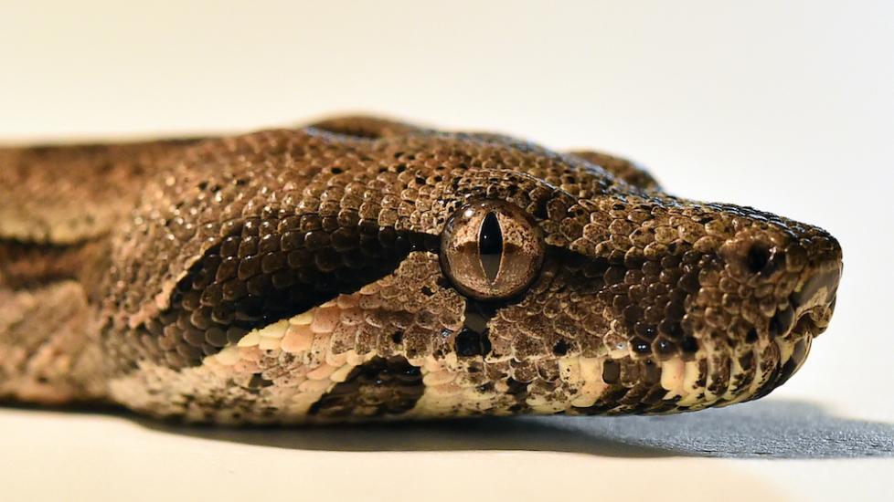 Pet Boa Constrictor Care Sheet | PetMD