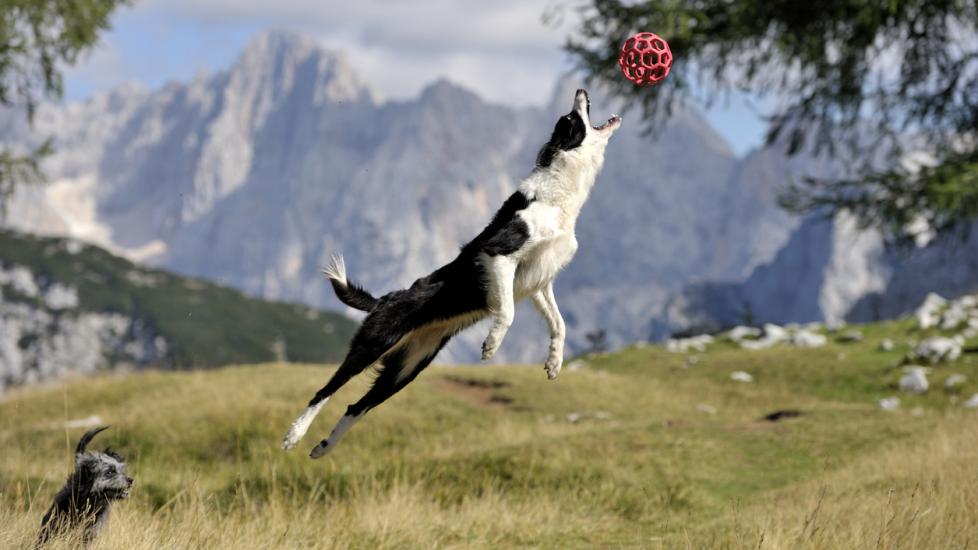 Flyball for Dogs: An Ultimate Guide for Your Athletic Pooch | PetMD