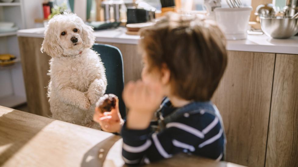 Can Dogs Eat Gingerbread? | PetMD