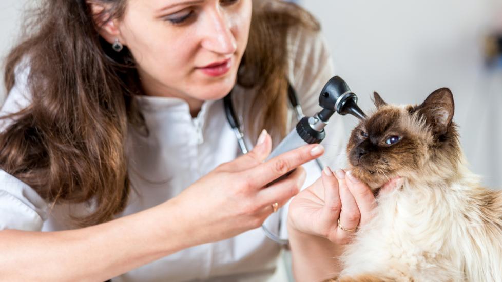 Progressive Retinal Atrophy (PRA) in Cats | PetMD