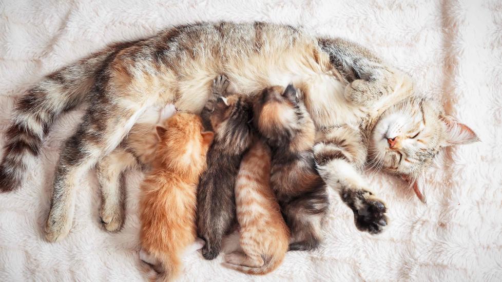 Cat Pregnancy and Birth | Signs, Cat Pregnancy Length, and More | PetMD