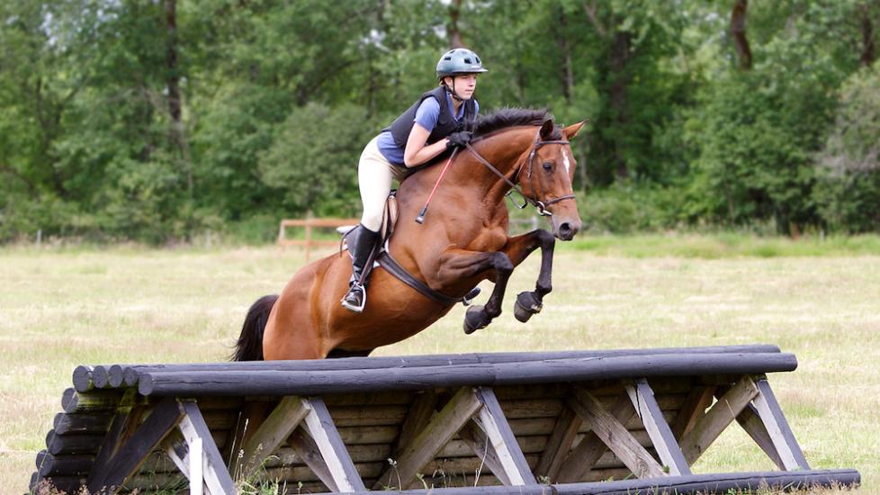 All About Horse Insurance | PetMD