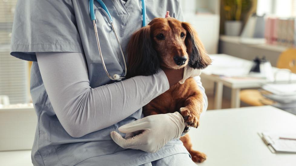 Granulomatous Meningoencephalitis (GME) in Dogs | PetMD