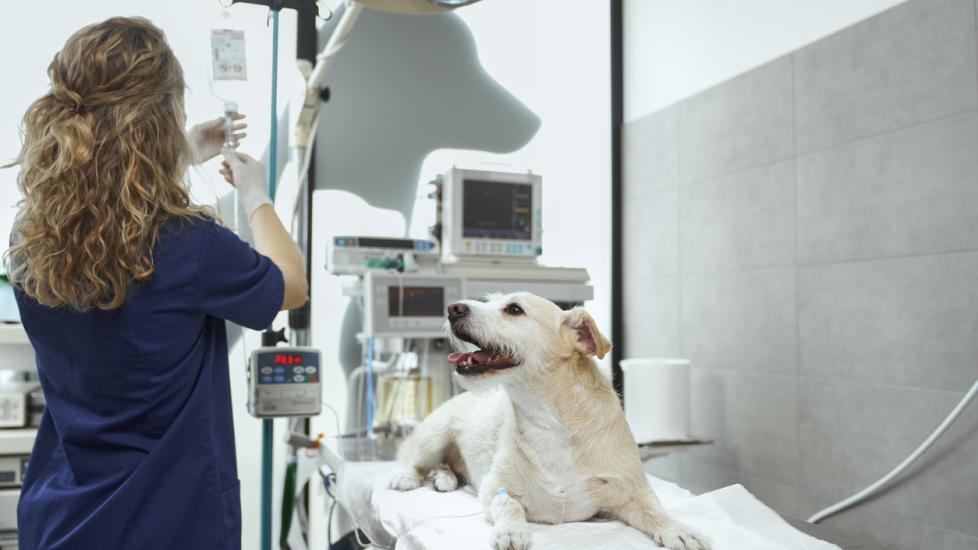 Transmissible Venereal Tumor (TVT) in Dogs | PetMD