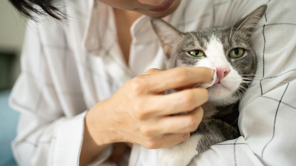 Nosebleeds (Epistaxis) in Cats | PetMD