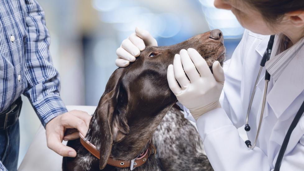 Nasal Polyps In Dogs | PetMD