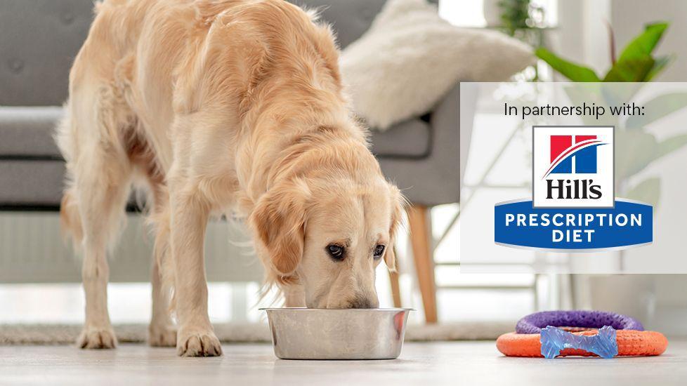 5 Things to Know When Feeding Your Dog Hill’s Prescription Diet | PetMD