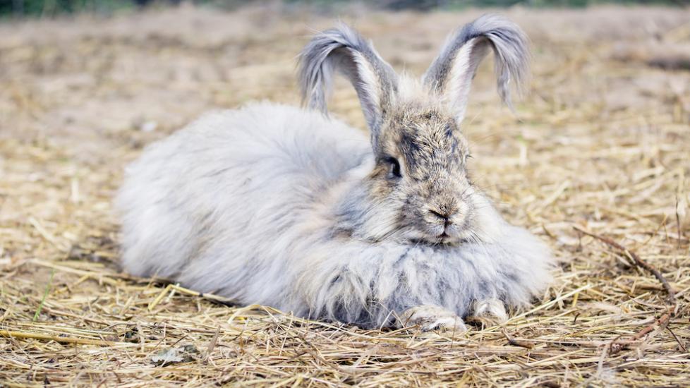 Angora Rabbit | PetMD