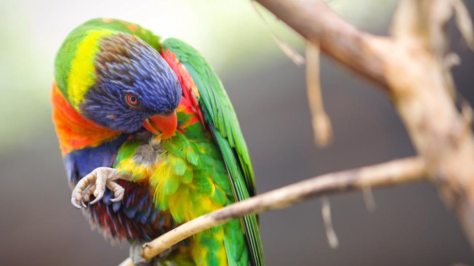 Bird Feather Plucking | PetMD