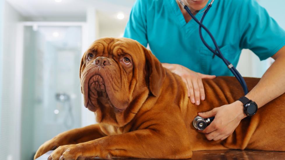 Pemphigus in Dogs | PetMD