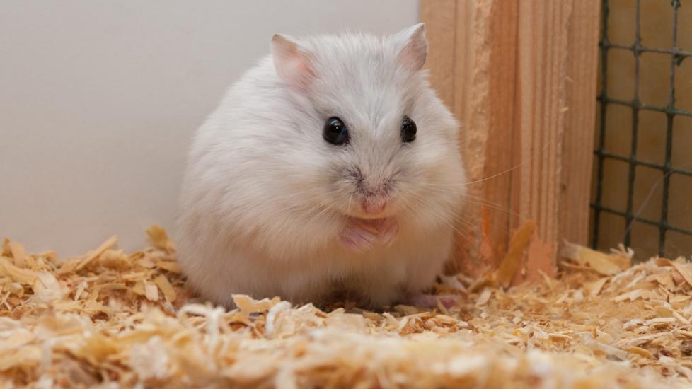 Ringworm in Hamsters | PetMD