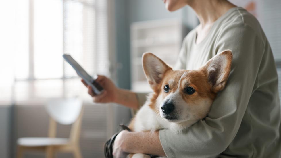 Introducing PetMD’s Symptom Checker | PetMD