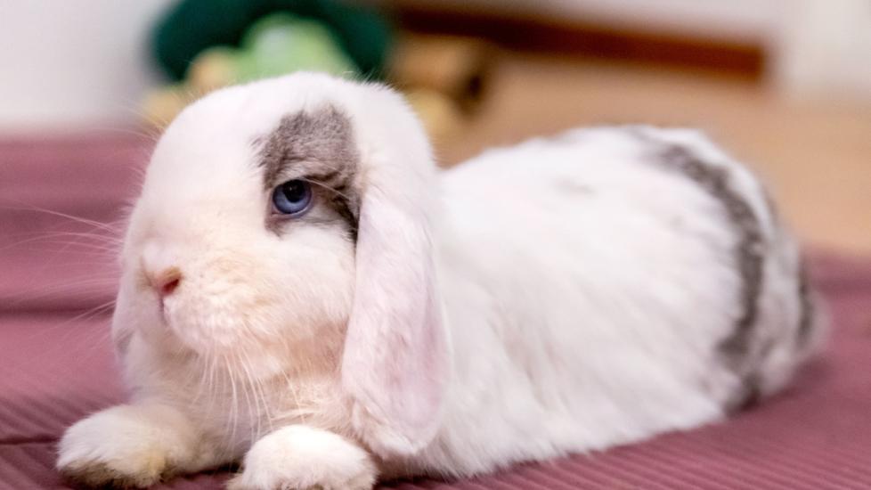 Mini Lop Rabbit | PetMD