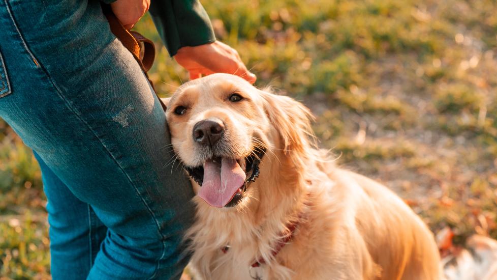 8 Surprising Things Your Dog Can Sense | PetMD
