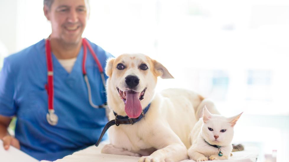 How To Find the Right Vet Near You | PetMD