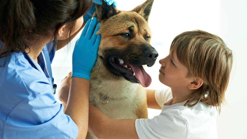 Autoimmune Disease in Dogs | PetMD