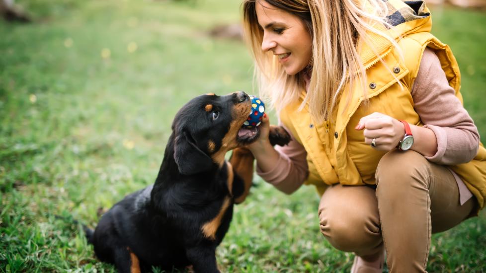 Black Fly Bite on Dogs | PetMD