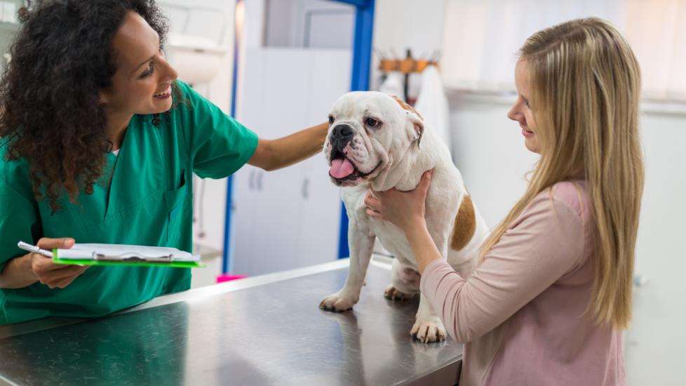 Toceranib (Palladia®) for Dogs | Dog, Pet Medication: PetMD | PetMD
