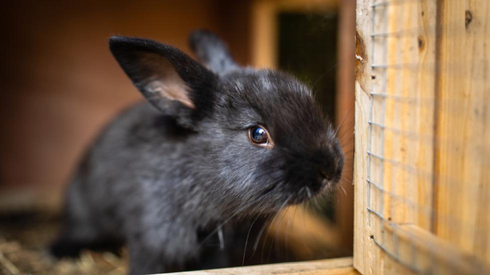 Seizures in Rabbits | PetMD