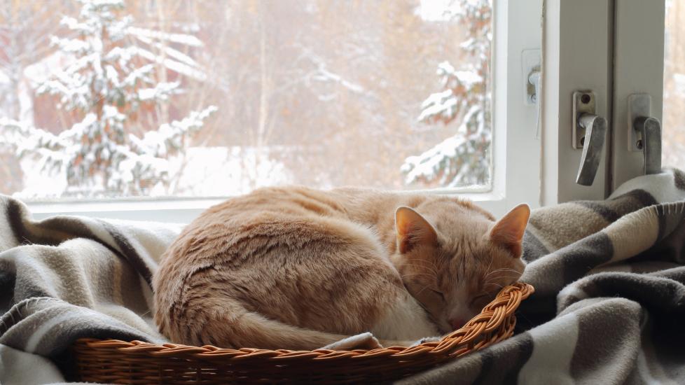 How Cold Is Too Cold for Cats? | PetMD
