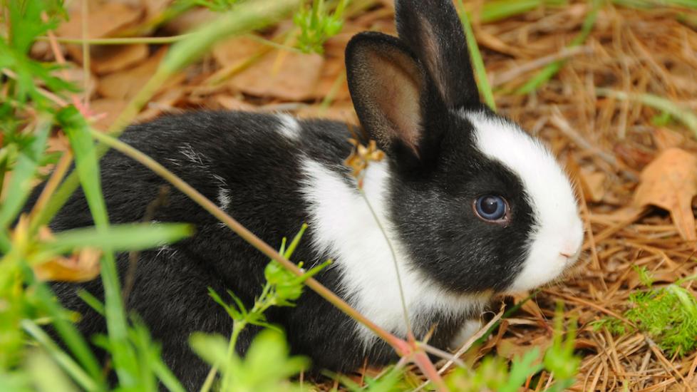 Dutch Rabbit | PetMD