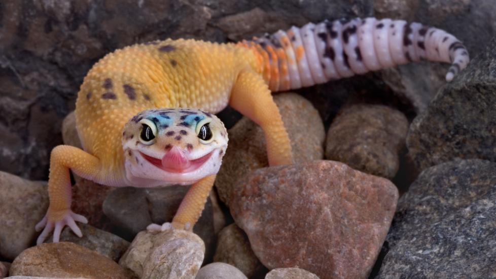 Leopard Gecko Care Sheet | PetMD