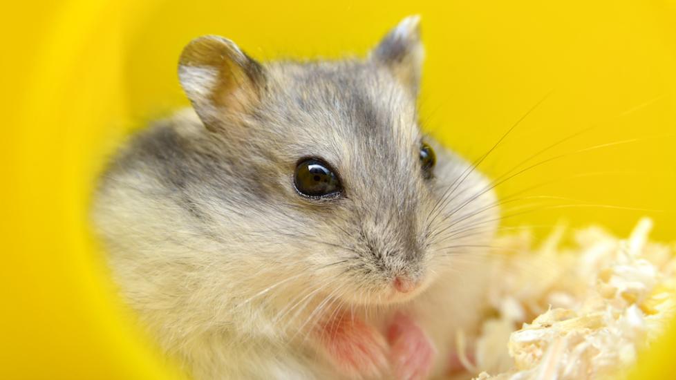 The 6 Best Hamster Cages of 2024, Recommended by Vets | PetMD
