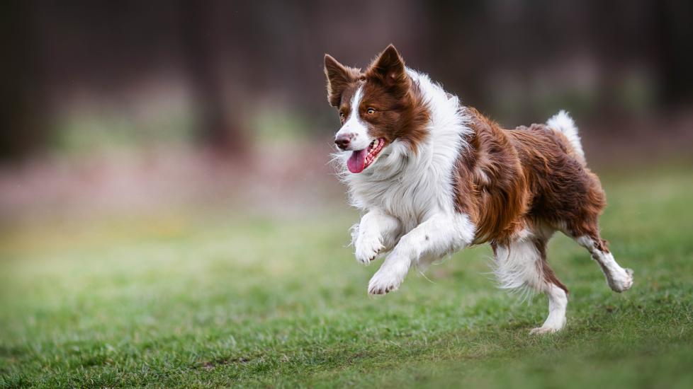 Prey Drive in Dogs | PetMD