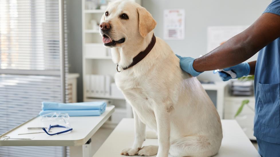 Pyometra in Dogs | PetMD